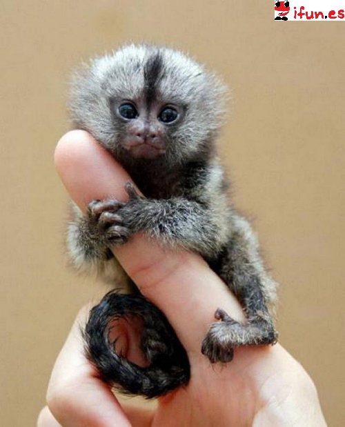 esclavodelnumeropi: 11 animales que son una preciosidad